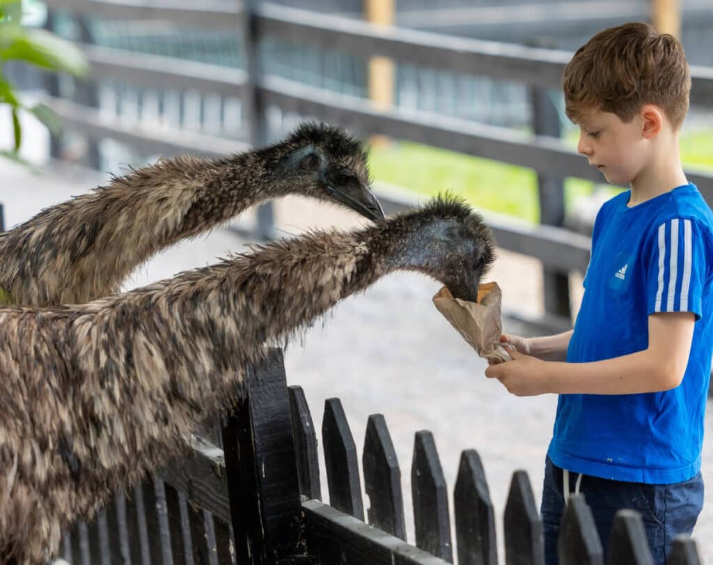 Meet Rare & Exotic Animals | Glendeer Pet Farm