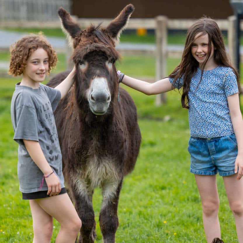 Fun Activities & Things To Do | Glendeer Pet Farm Athlone